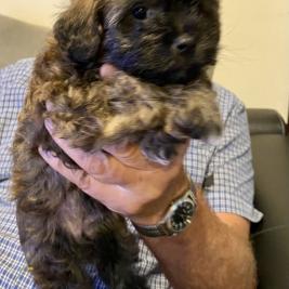 Puppies for sale nz | Pets 4 Sale